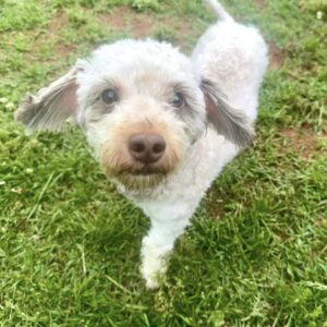 Happy Tails Dogs - CrisisDogsNC