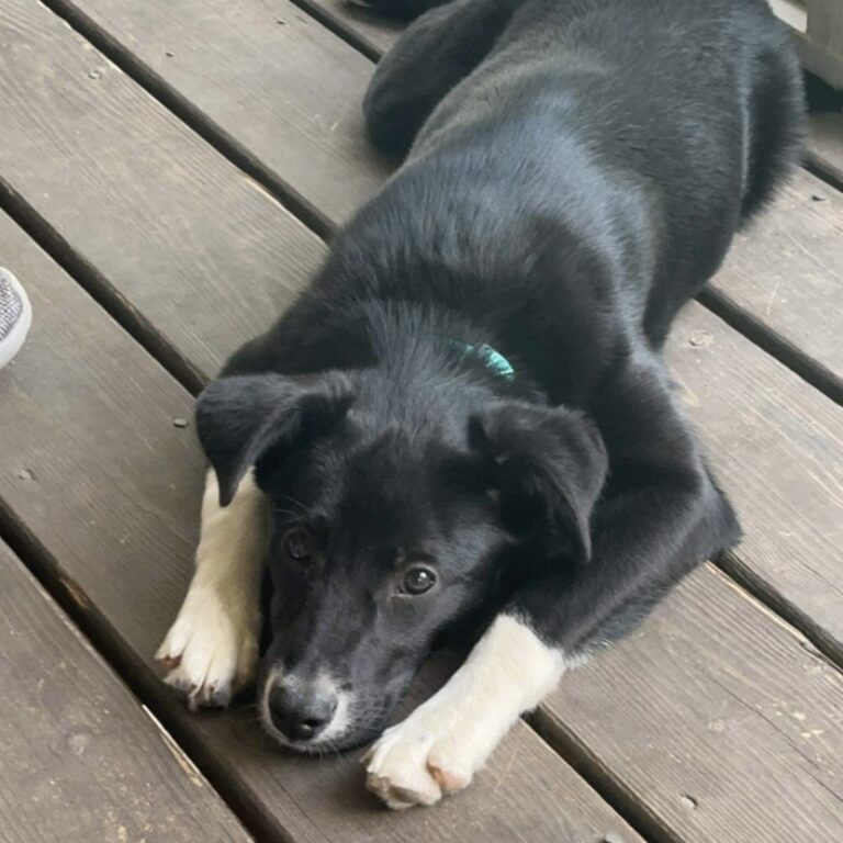 Available Dogs - CrisisDogsNC