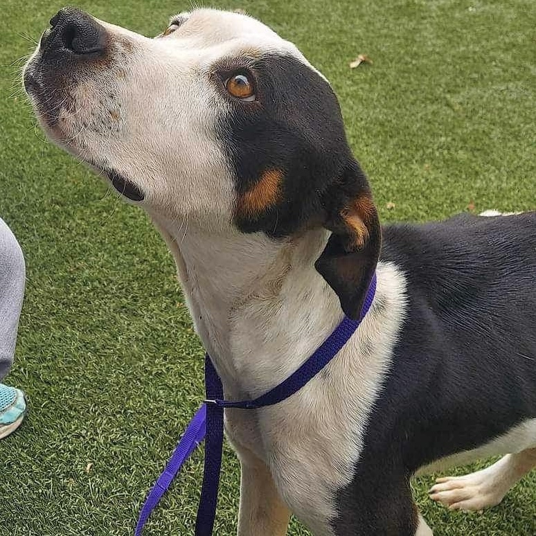 Montana - CrisisDogsNC