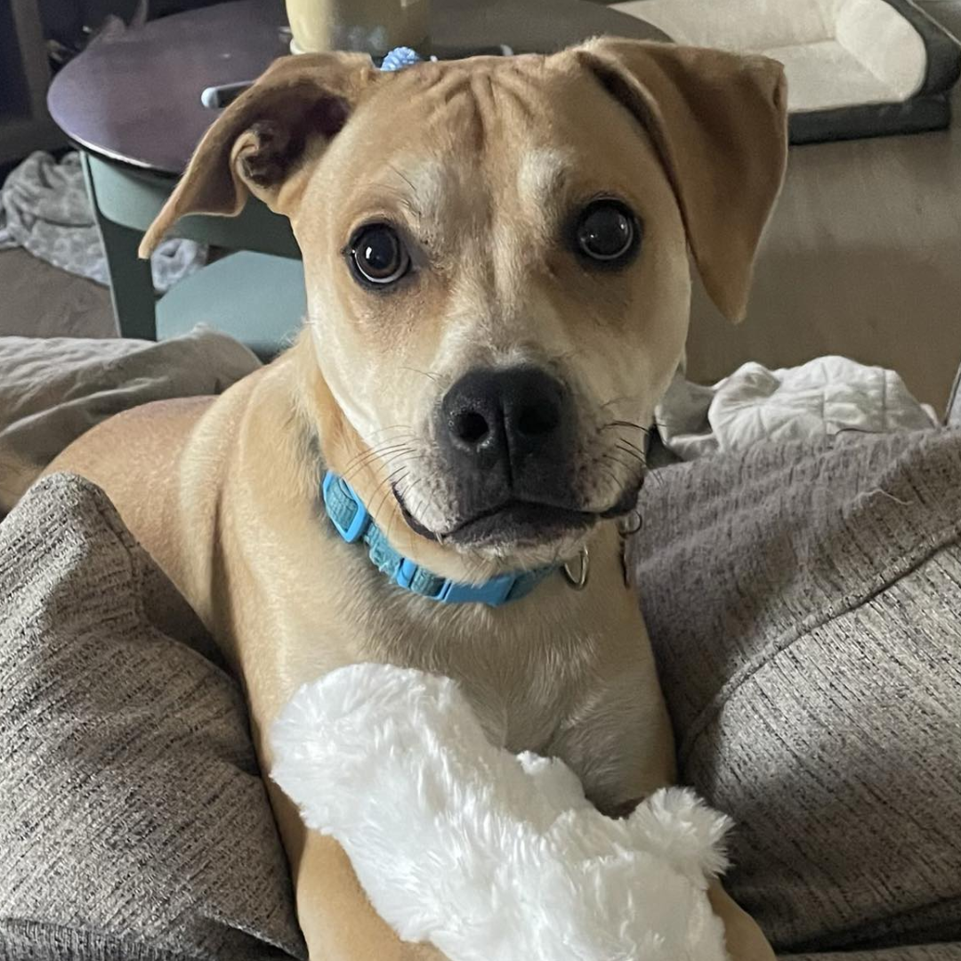 Teddy - CrisisDogsNC