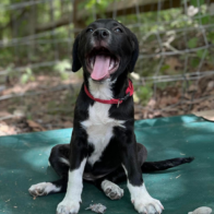 Available Dogs - CrisisDogsNC