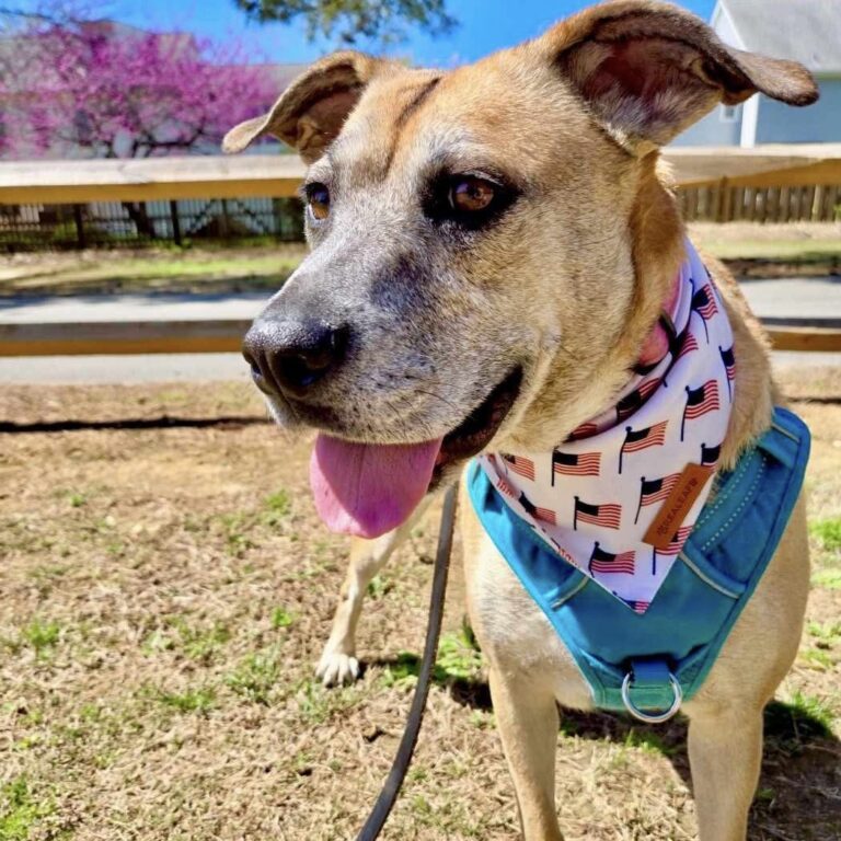 Available Dogs - CrisisDogsNC