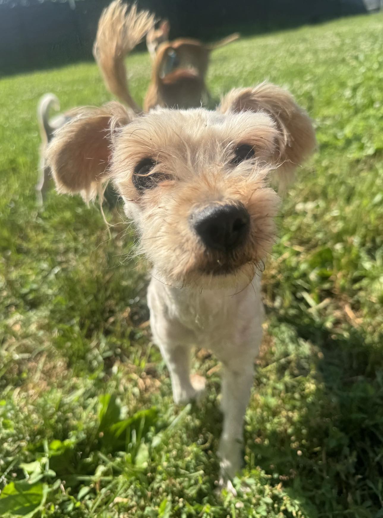 Marie - CrisisDogsNC