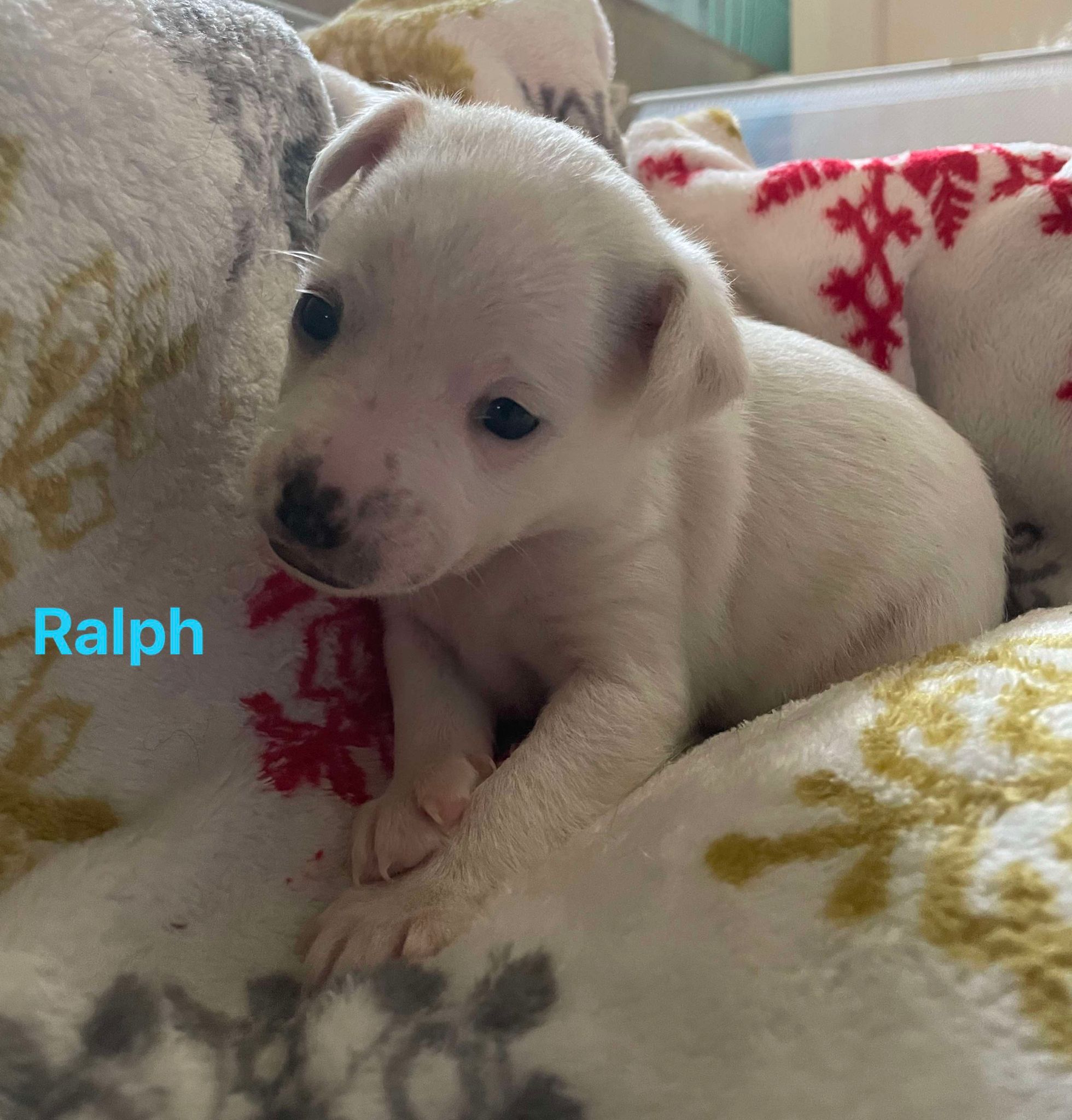 Ralph - CrisisDogsNC