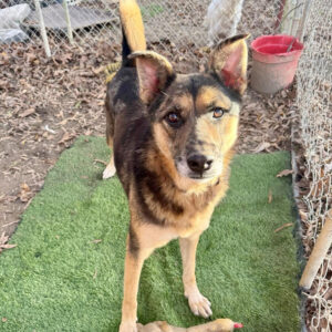 Available Dogs – CrisisDogsNC
