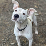 Available Dogs - CrisisDogsNC