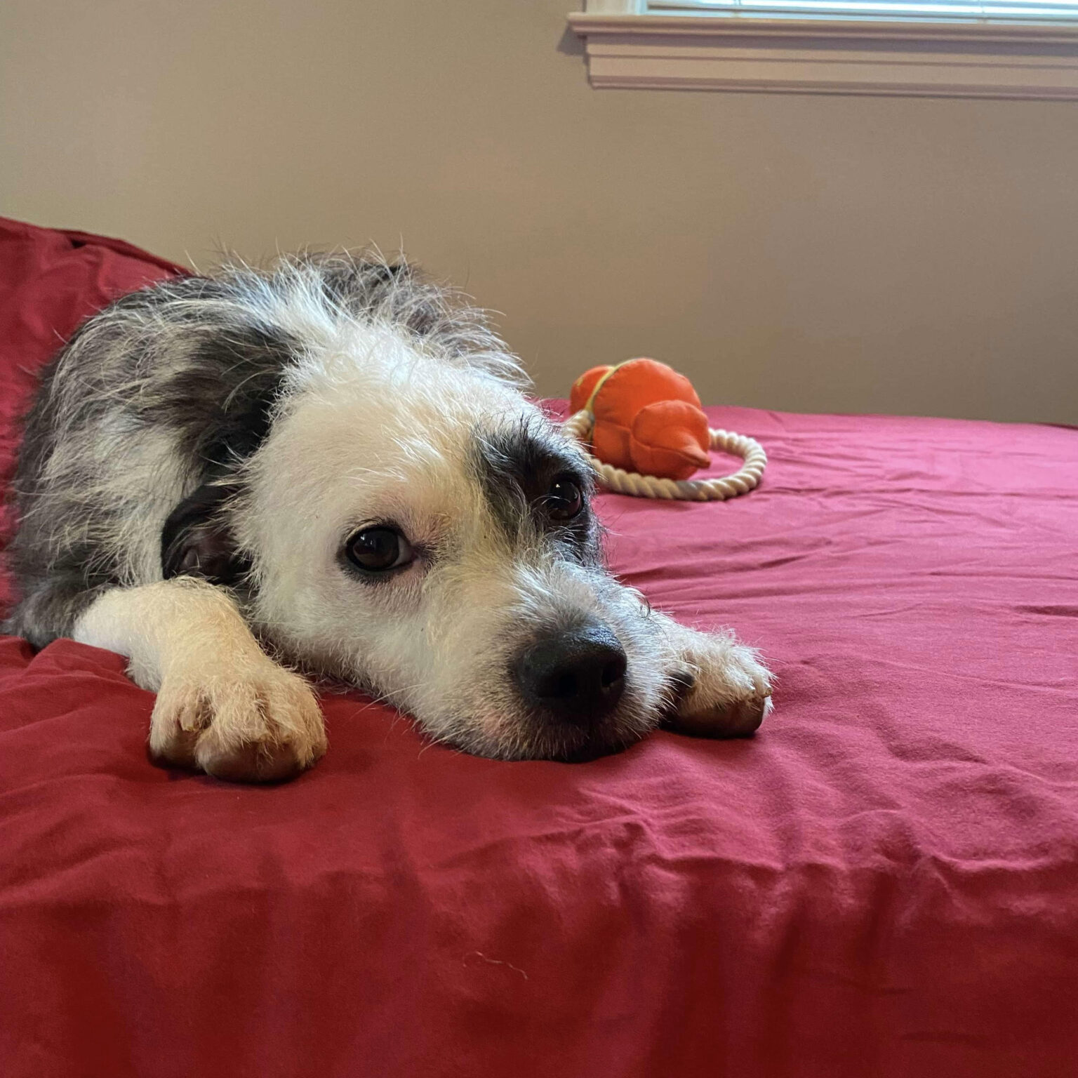Happy Tails Dogs - CrisisDogsNC