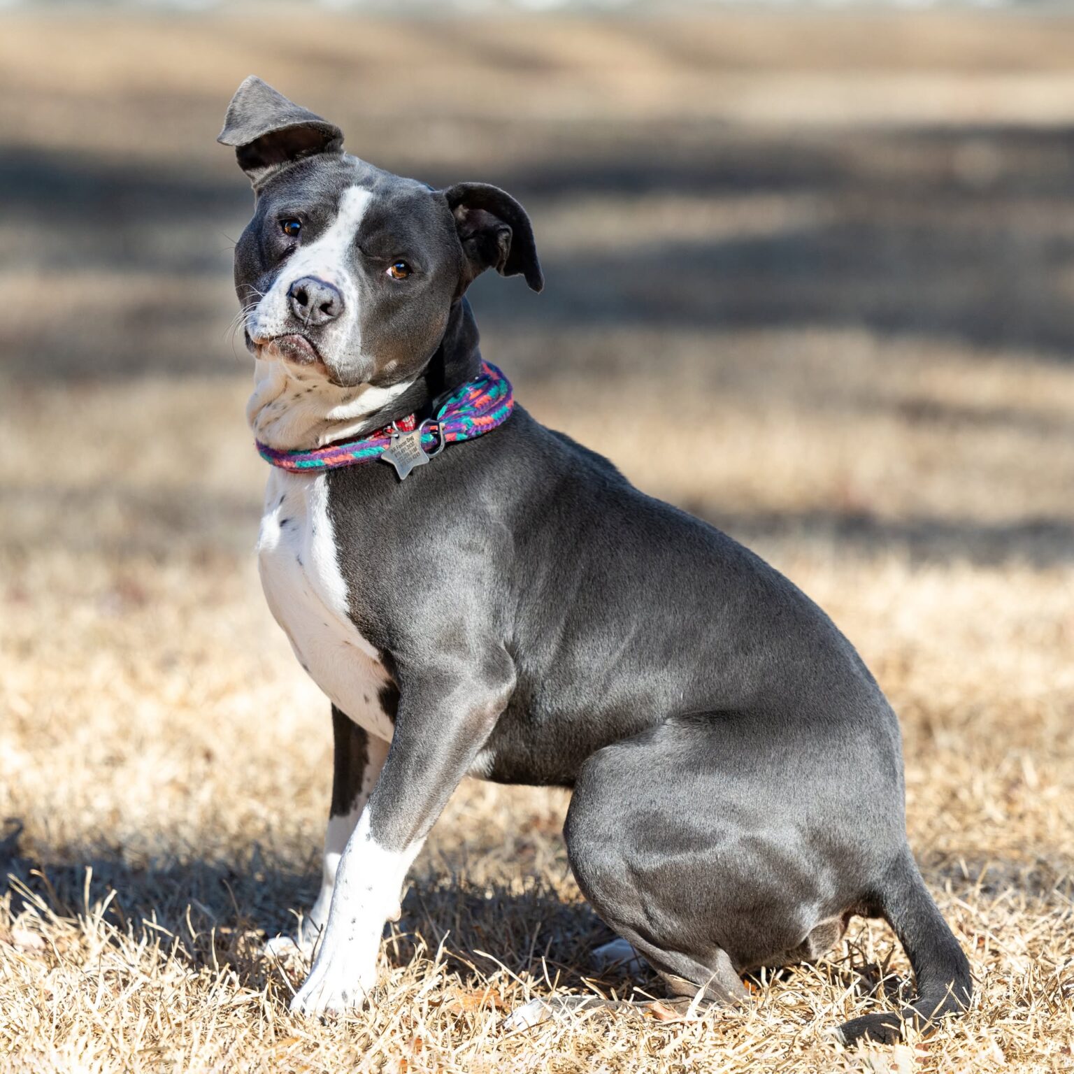 Available Dogs – CrisisDogsNC