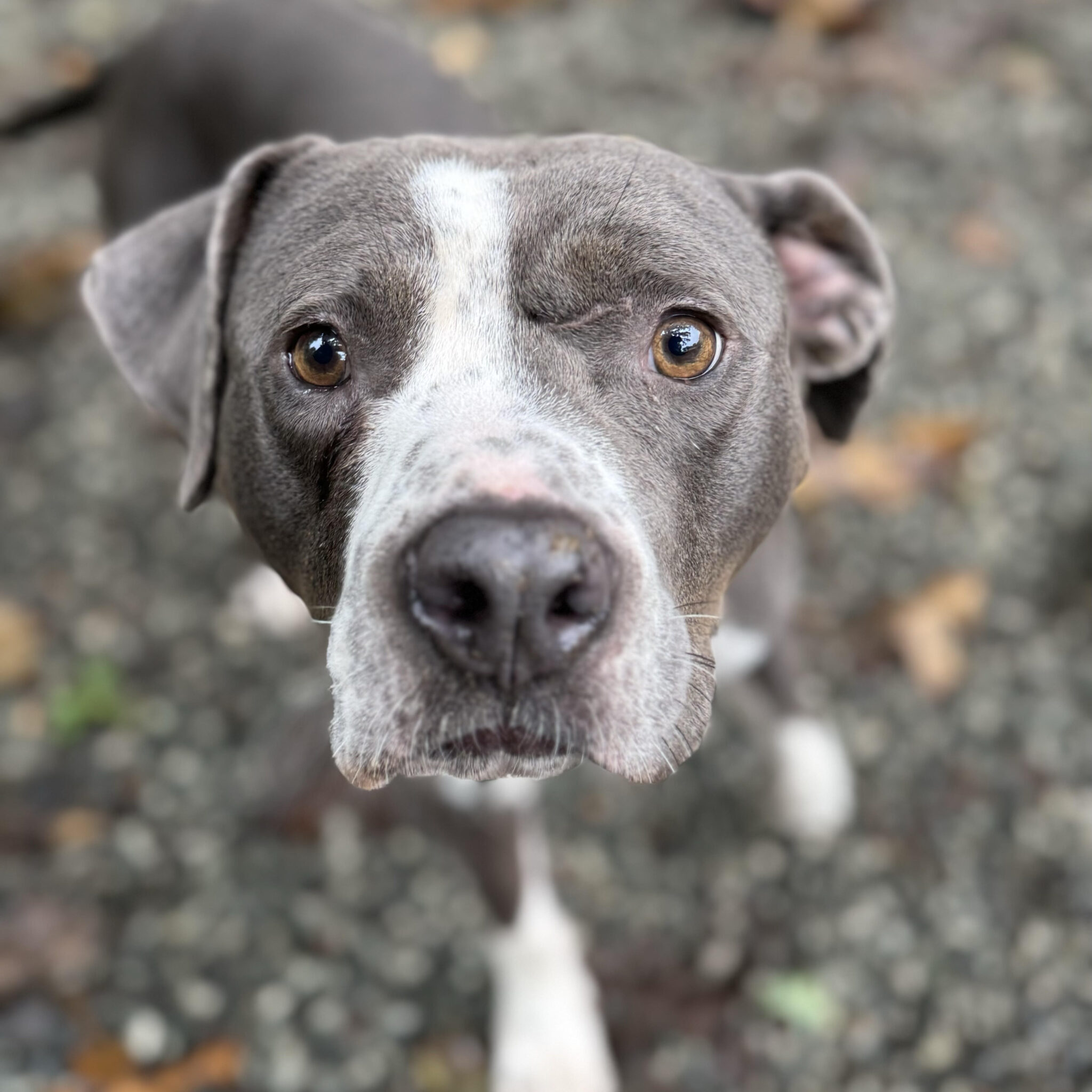 Available Dogs - CrisisDogsNC