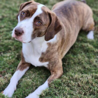 Available Dogs - CrisisDogsNC