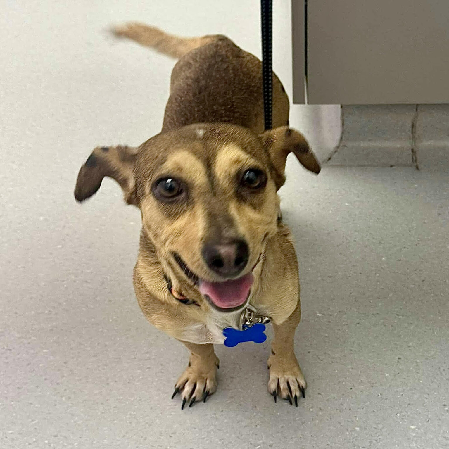 Happy Tails Dogs - CrisisDogsNC