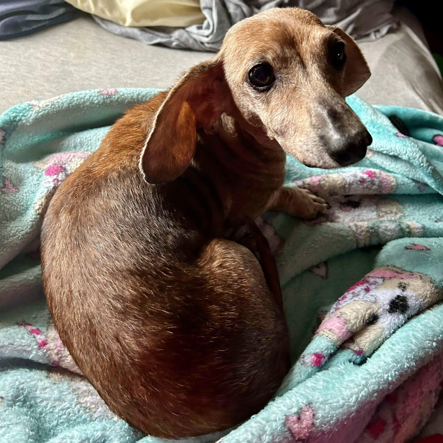 Happy Tails Dogs - CrisisDogsNC