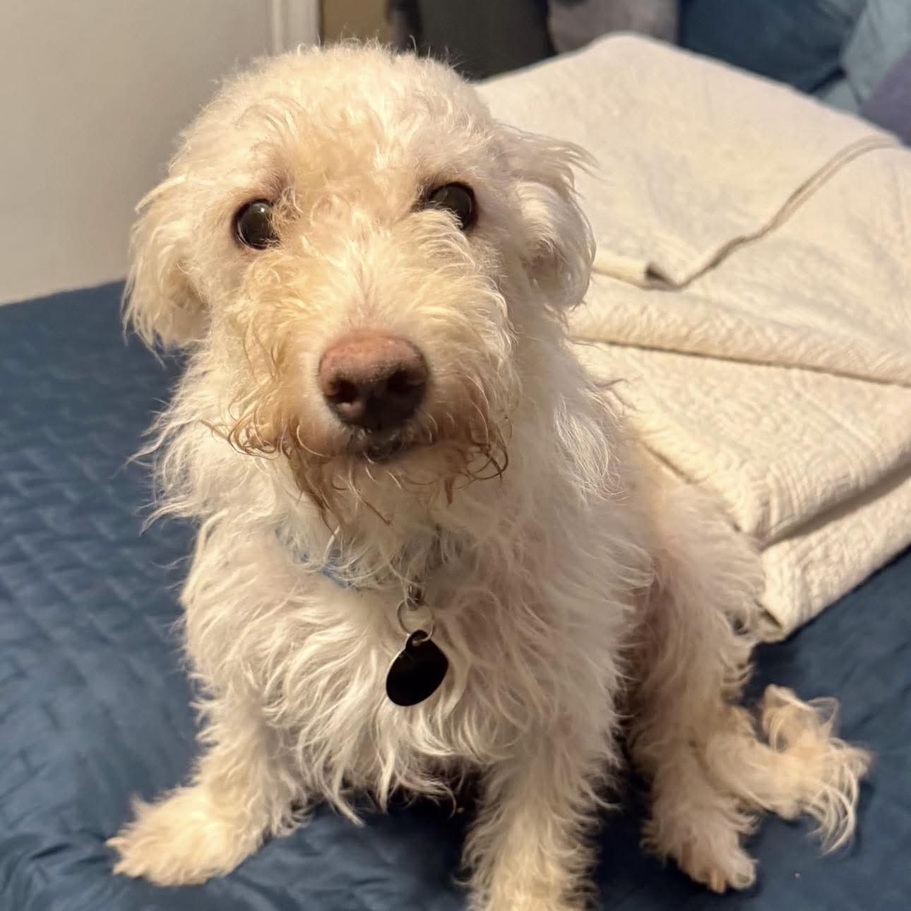 Darby - CrisisDogsNC