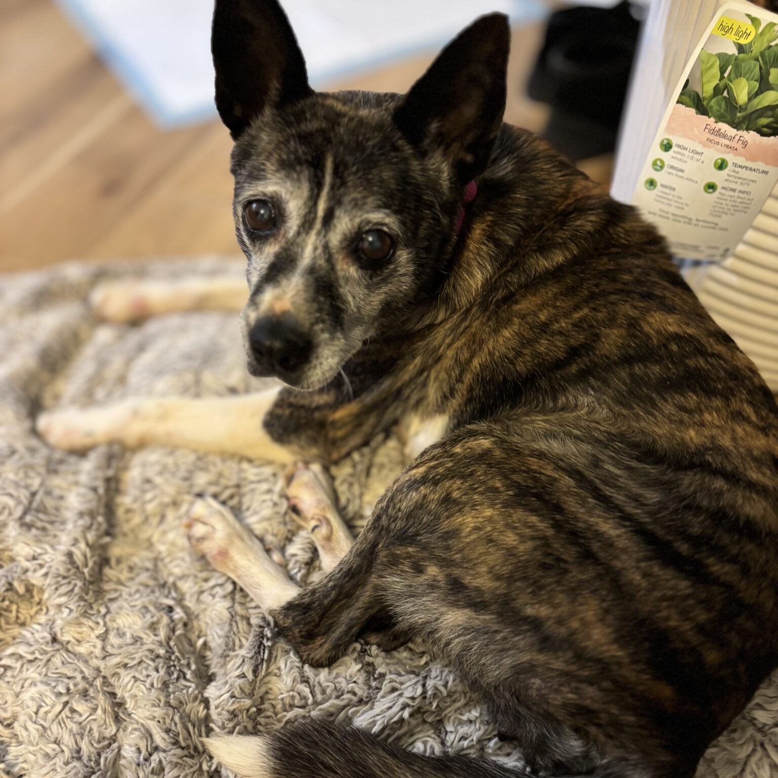 Happy Tails Dogs - CrisisDogsNC