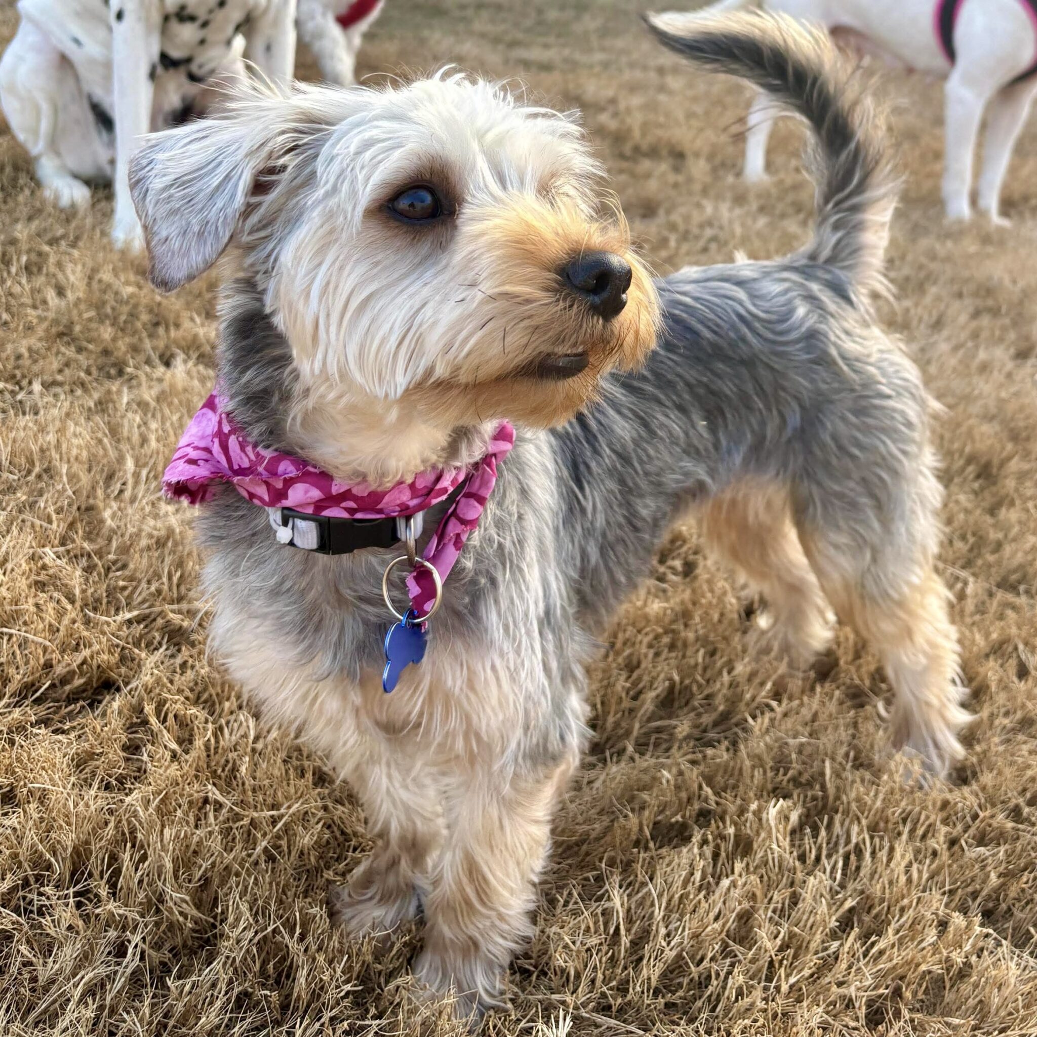 Happy Tails Dogs - CrisisDogsNC
