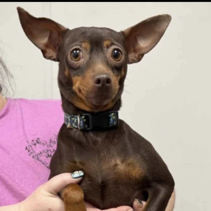 Maple - CrisisDogsNC