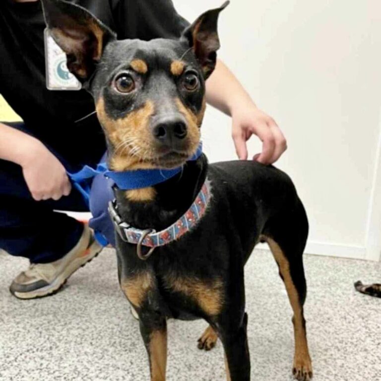 Available Dogs - CrisisDogsNC