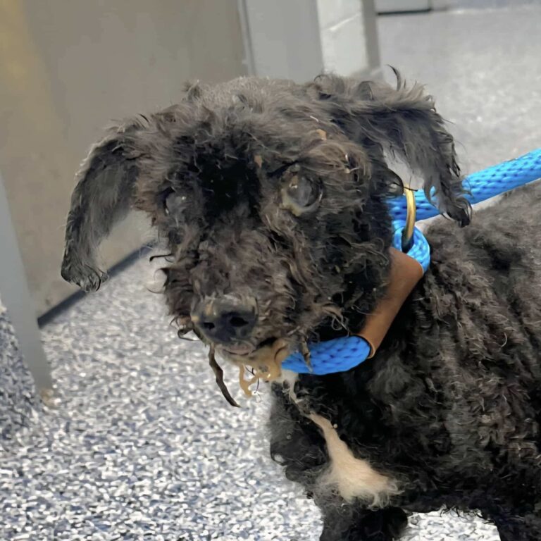 Pooh Bear - CrisisDogsNC