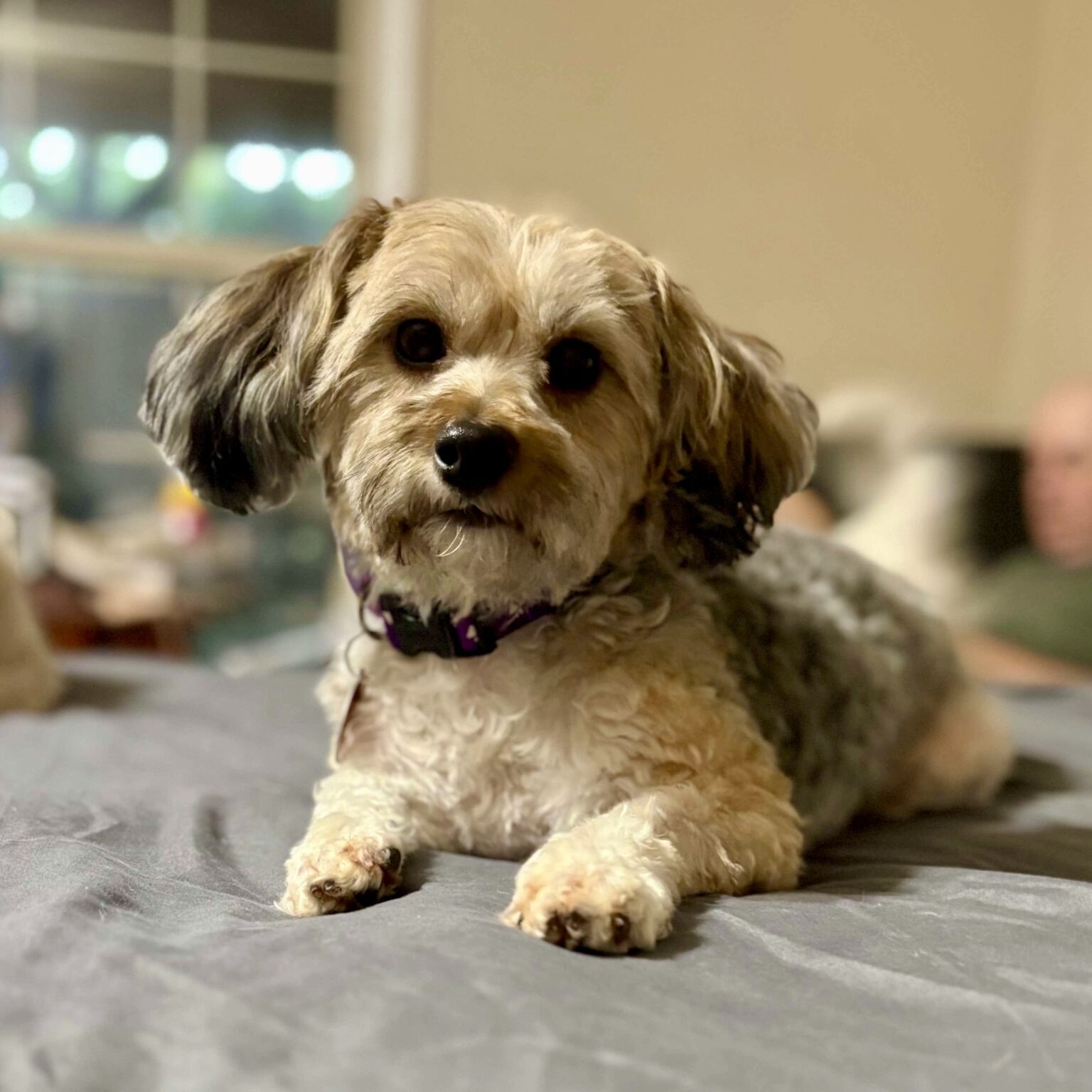 Happy Tails Dogs - CrisisDogsNC