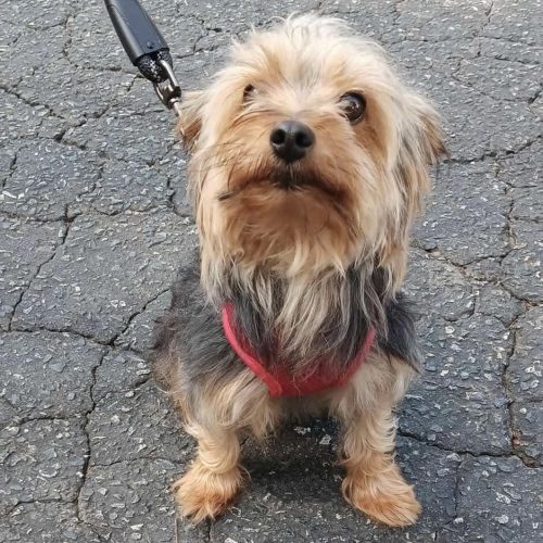 Felix – CrisisDogsNC