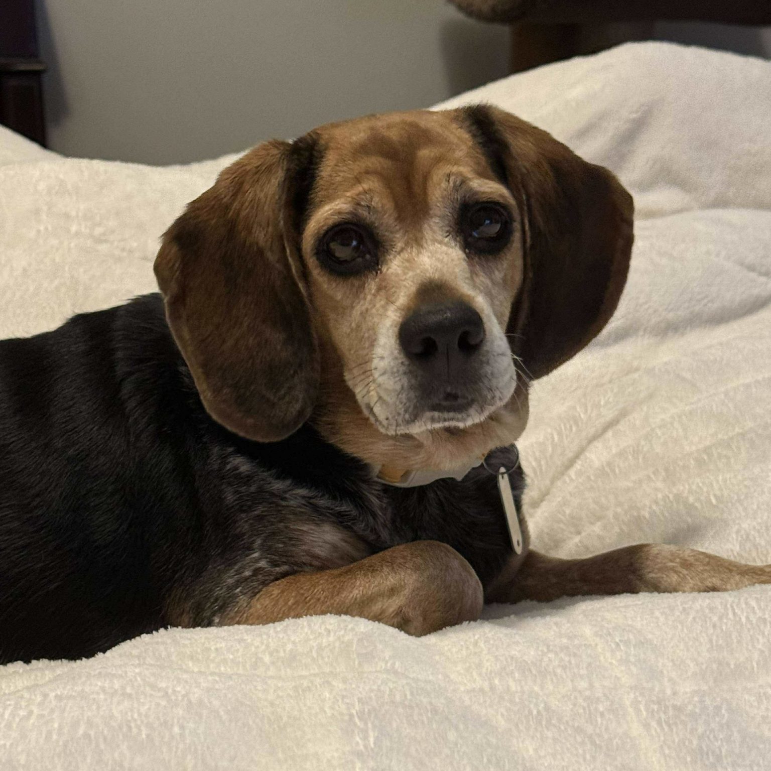 Mandy – CrisisDogsNC