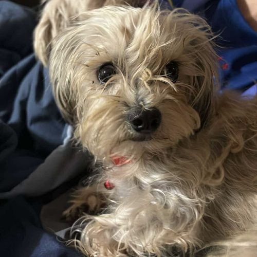 Barbie – CrisisDogsNC