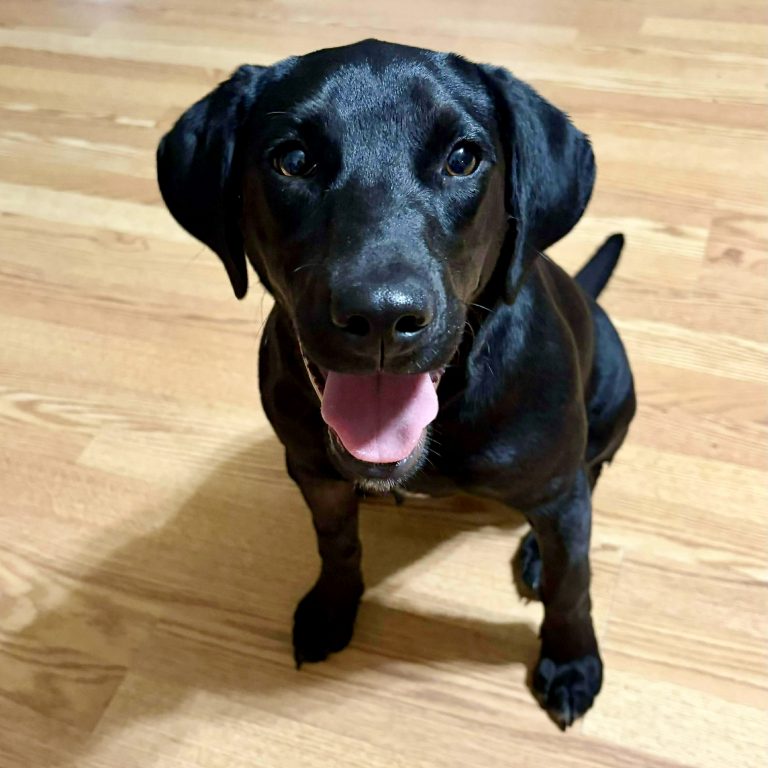 Evie – CrisisDogsNC