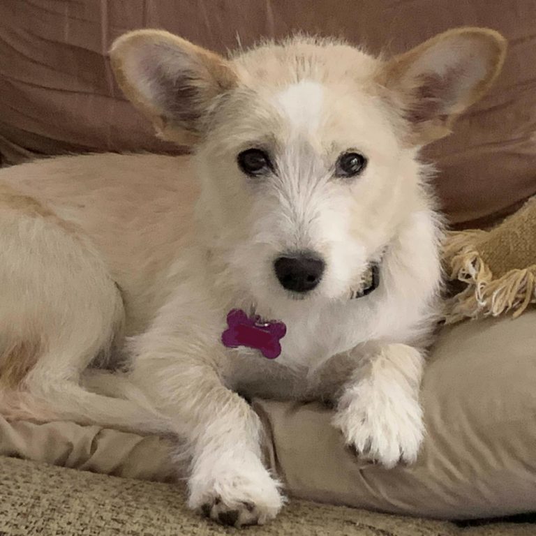 Missy Sue – CrisisDogsNC